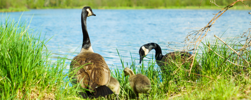 BPAL Goose Moon – Ajevie